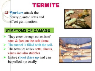Insect pest of sugarcane crop and their management | PPT
