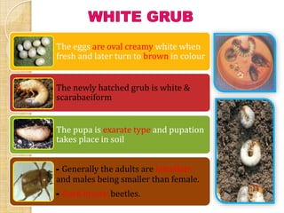 sugarcane pests | PPTX