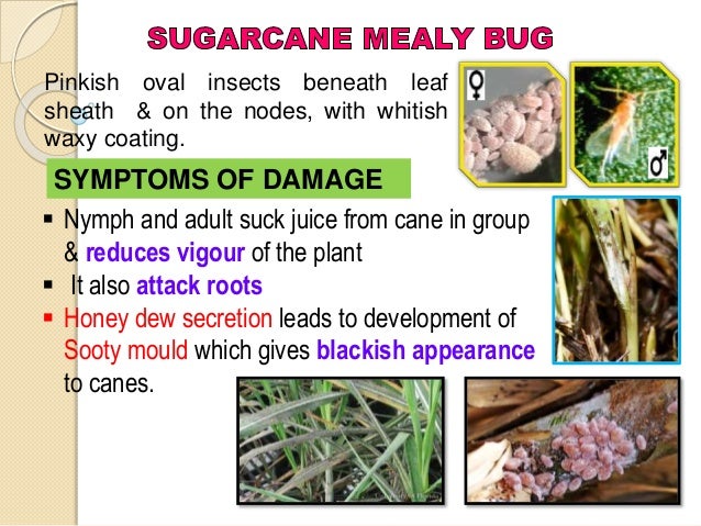 sugarcane pests