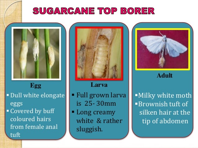 sugarcane pests