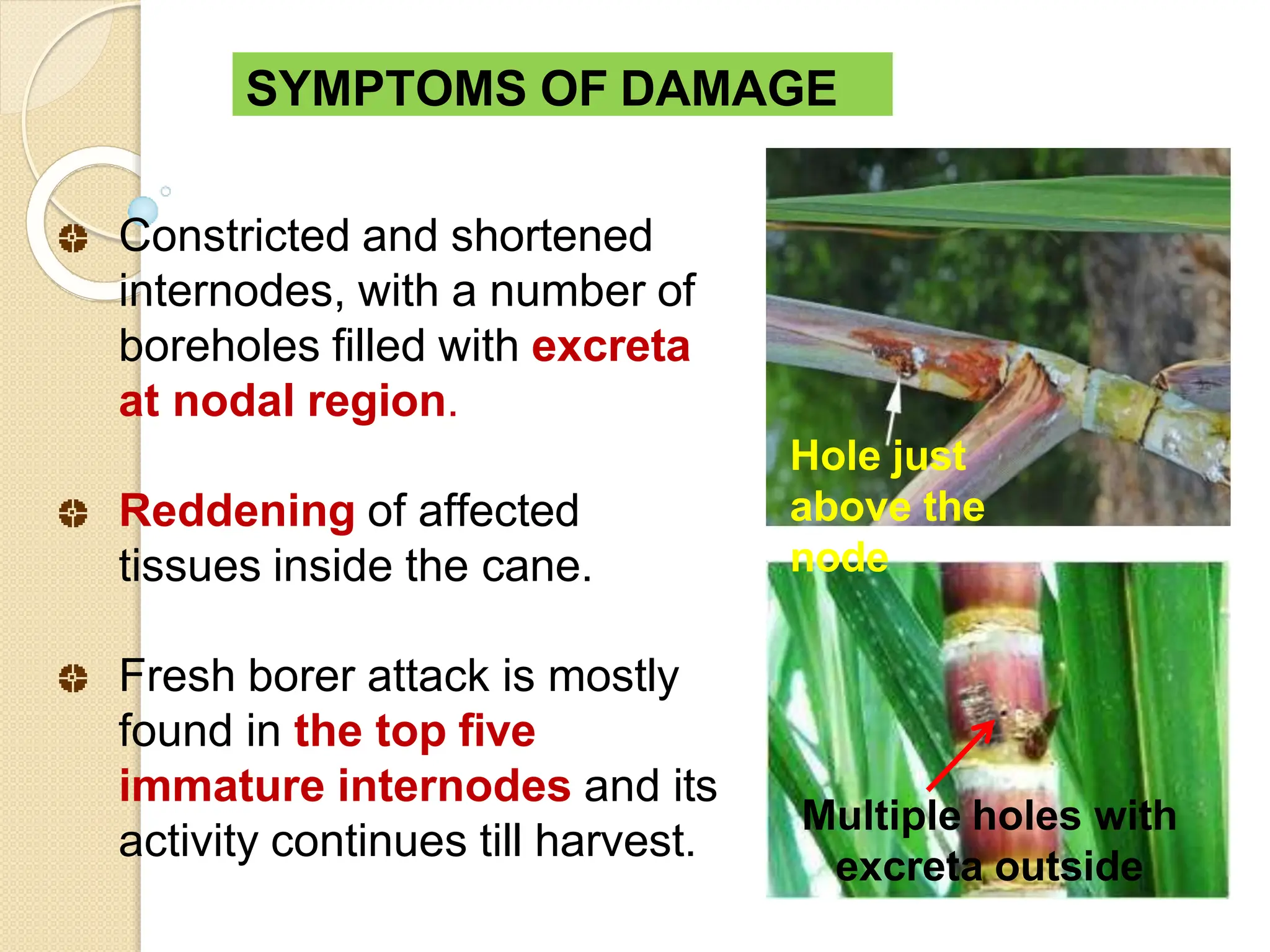 Insect pest of sugarcane and their management | PPTX | Gardening | Home ...