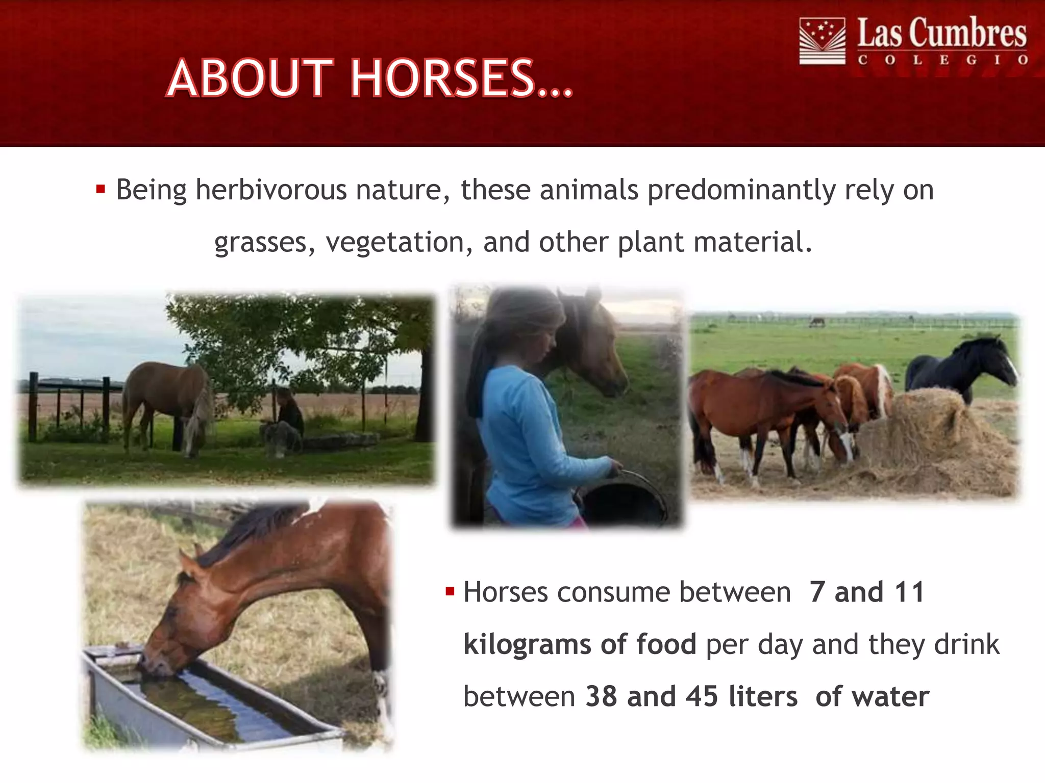 Millie's presentation on Horses :) | PPTX