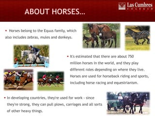 Millie's presentation on Horses :) | PPTX