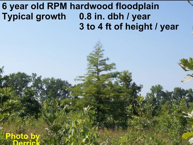 RPM High Performance Trees | PPT