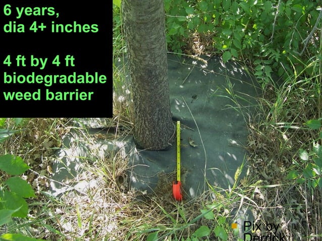 RPM High Performance Trees | PPT