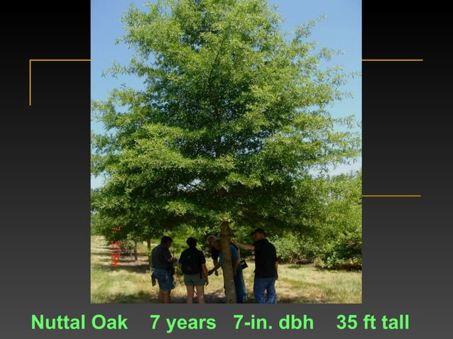 RPM High Performance Trees | PPT