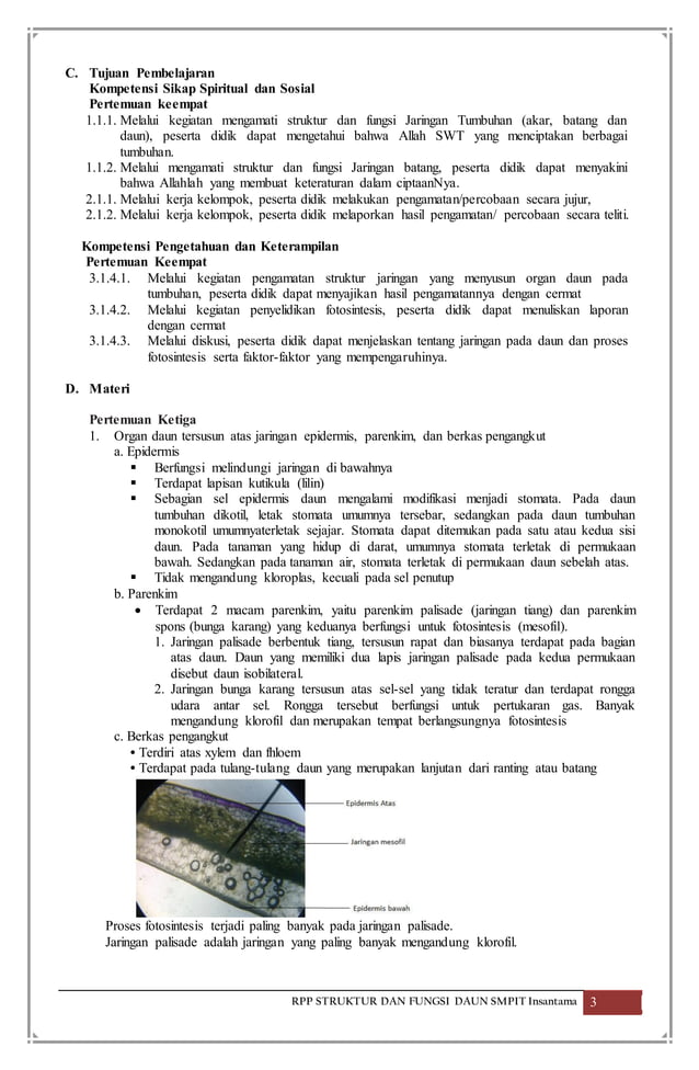 Rpp struktur jaringan pada tumbuhan ku (daun) | PDF
