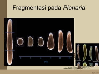 Reproduksi pada hewan | PPT