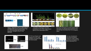 R protein expression in rice | PPTX | Biotech and Biomedical Industry ...