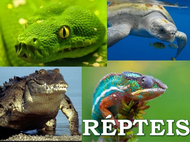 Os Répteis