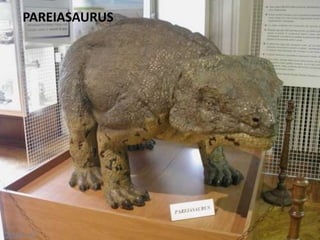 Rèptils terrestres no dinosaures 2 | PPT