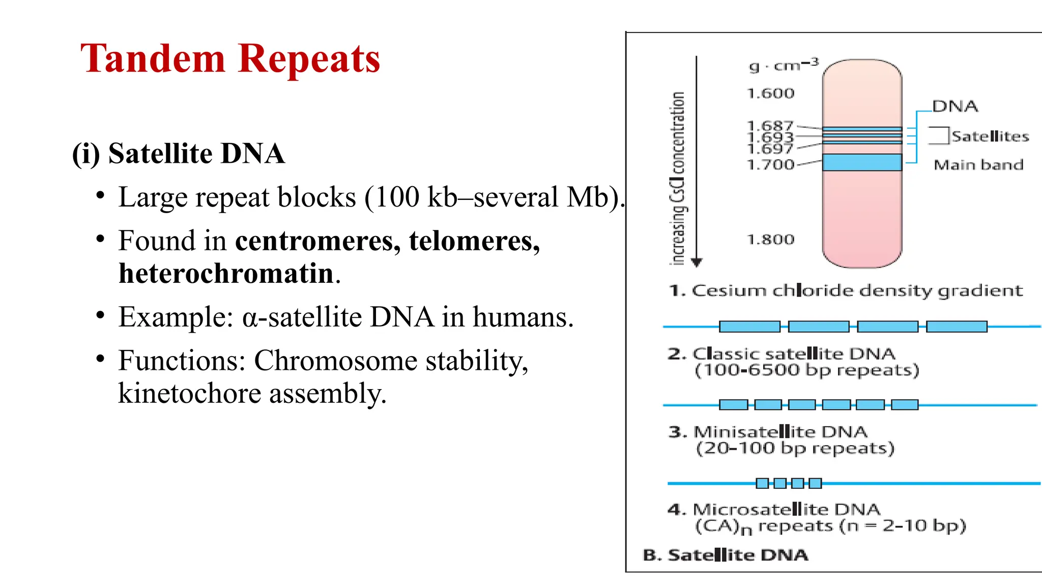 Repititve DNA sequences: Types & Classification | PPTX