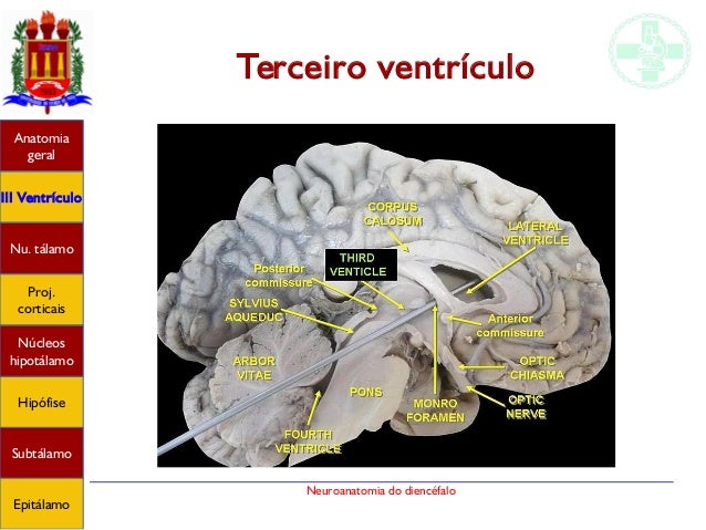 Anatomia do diencéfalo