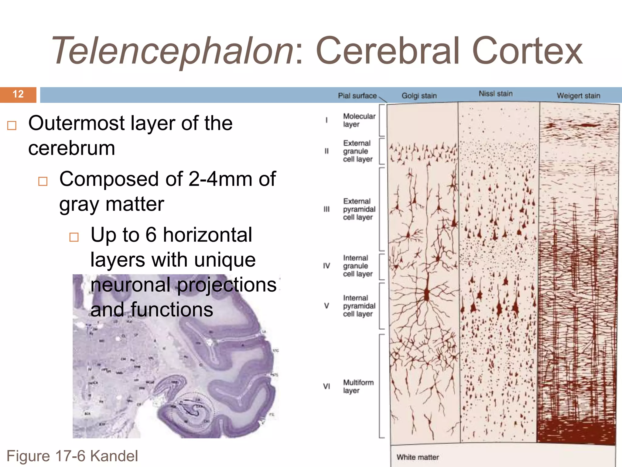 Organization of the nervous system | PPTX