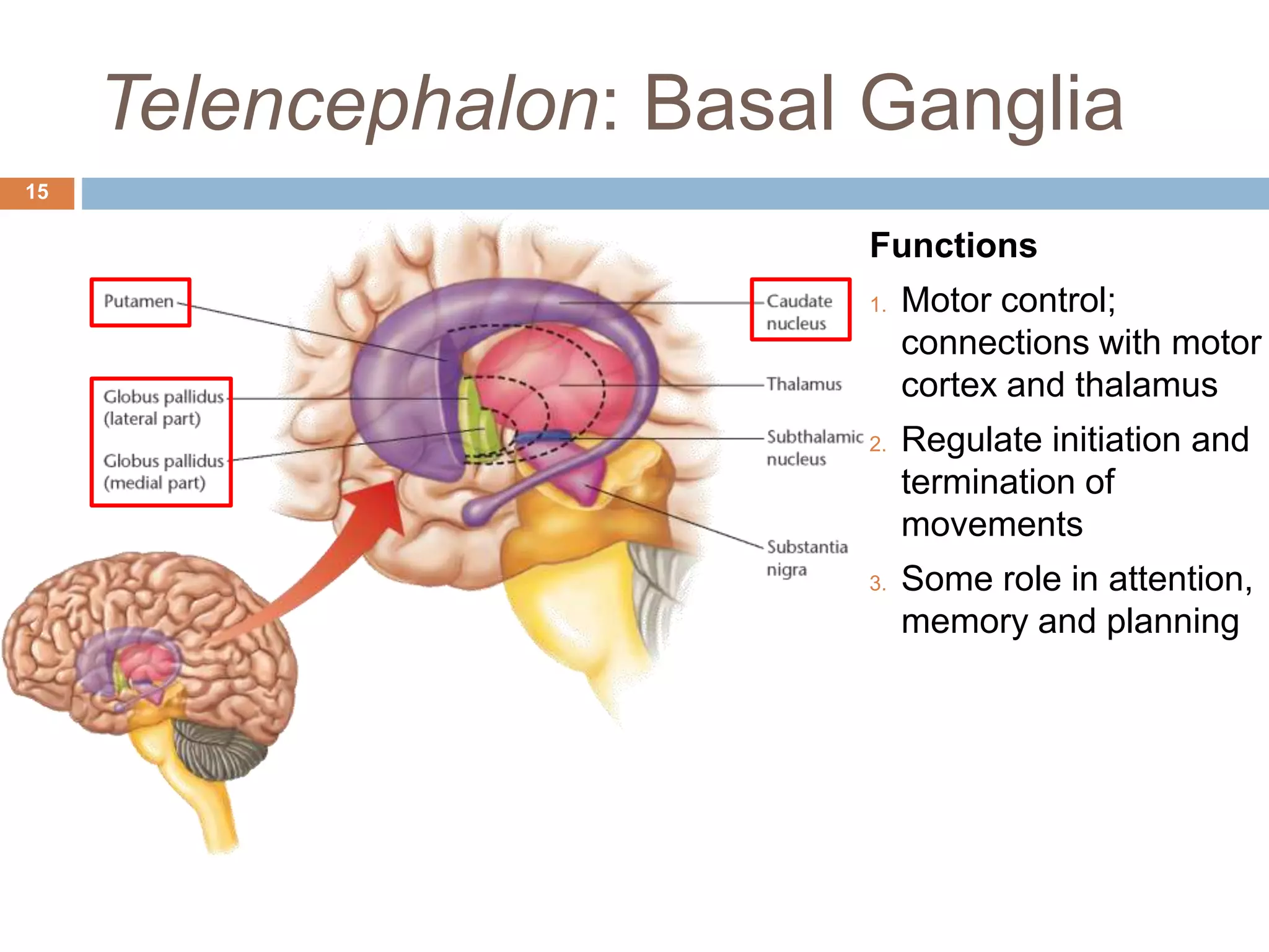 Organization of the nervous system | PPTX