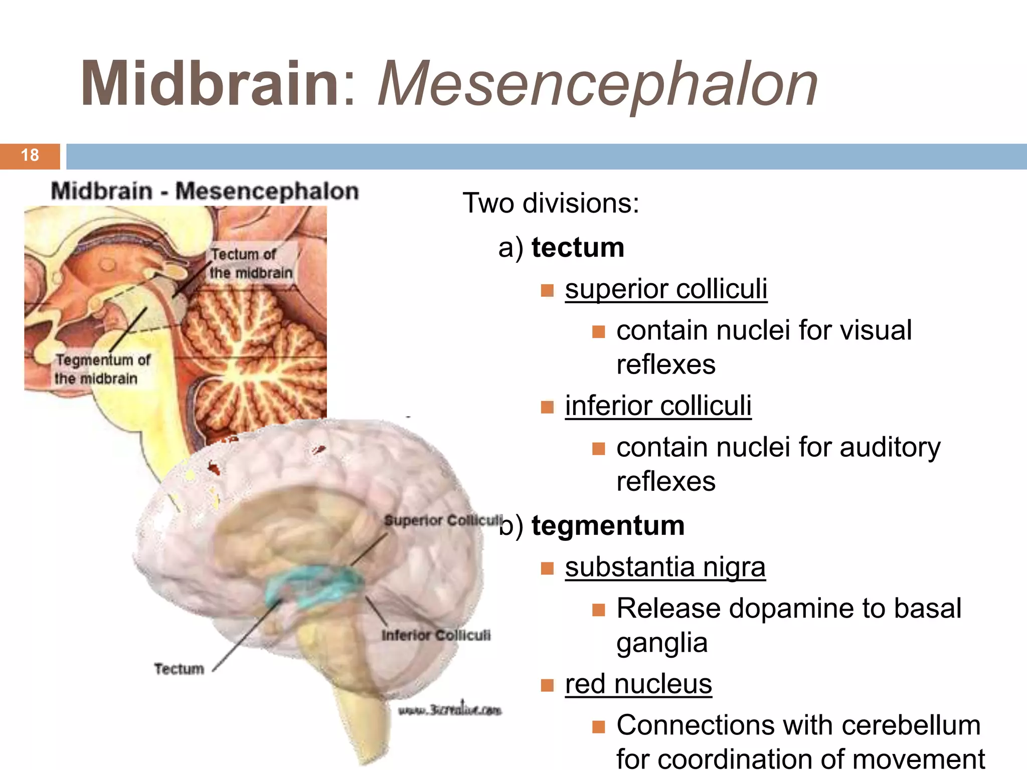 Organization of the nervous system | PPTX