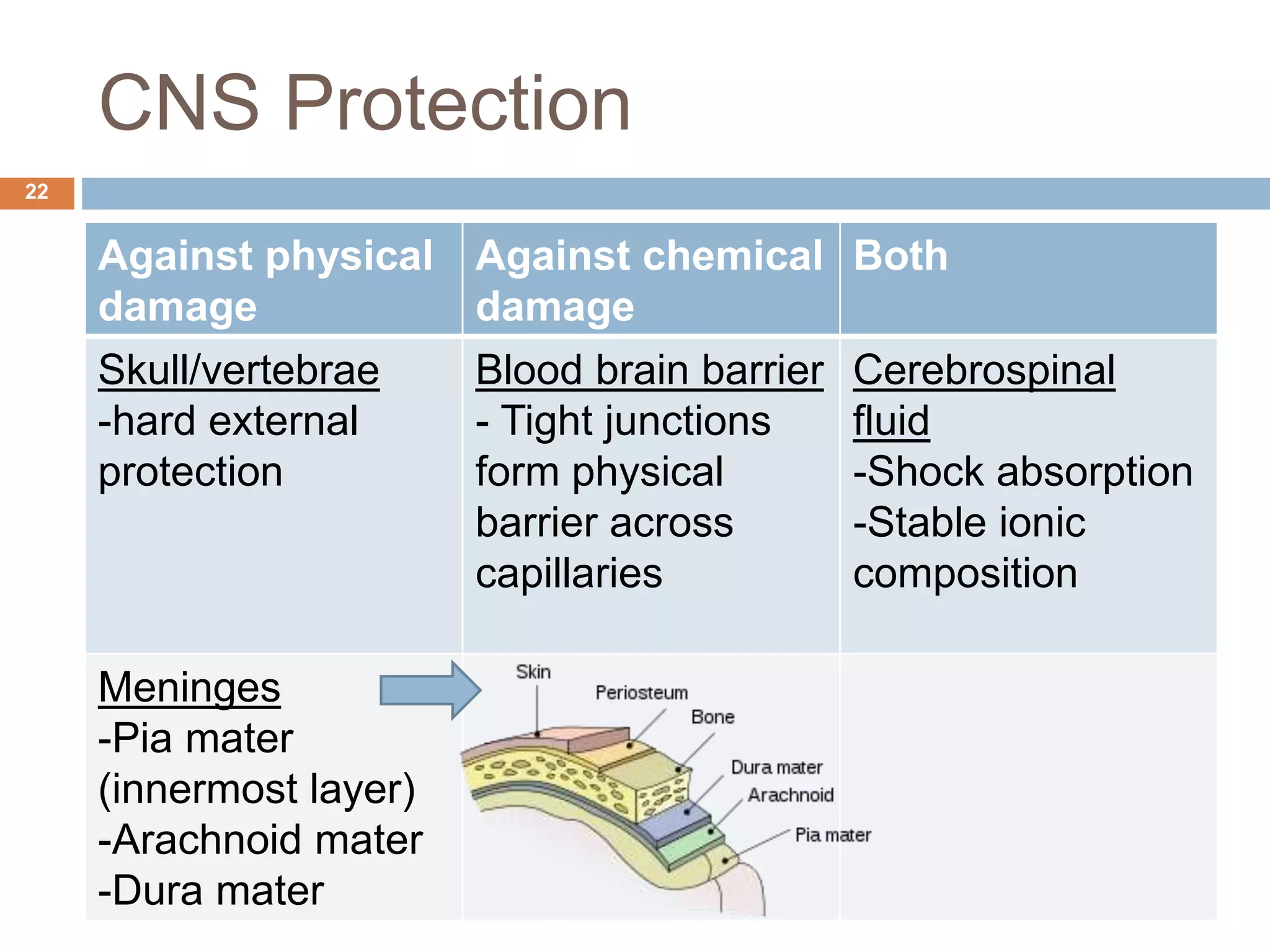 Organization of the nervous system | PPTX