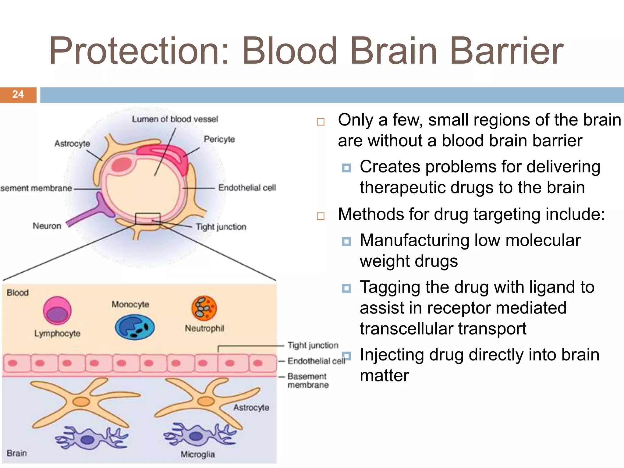 Organization of the nervous system | PPTX