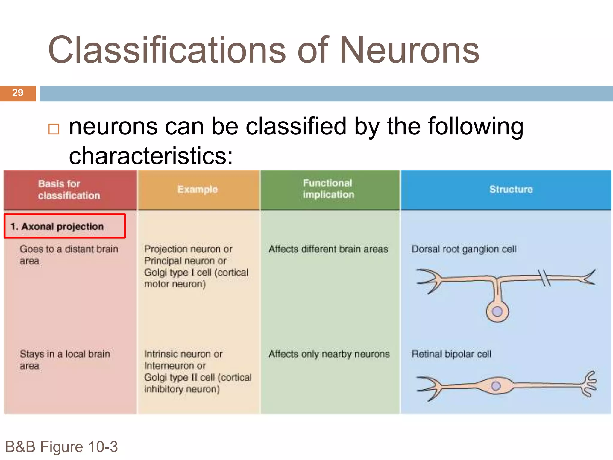Organization of the nervous system | PPTX