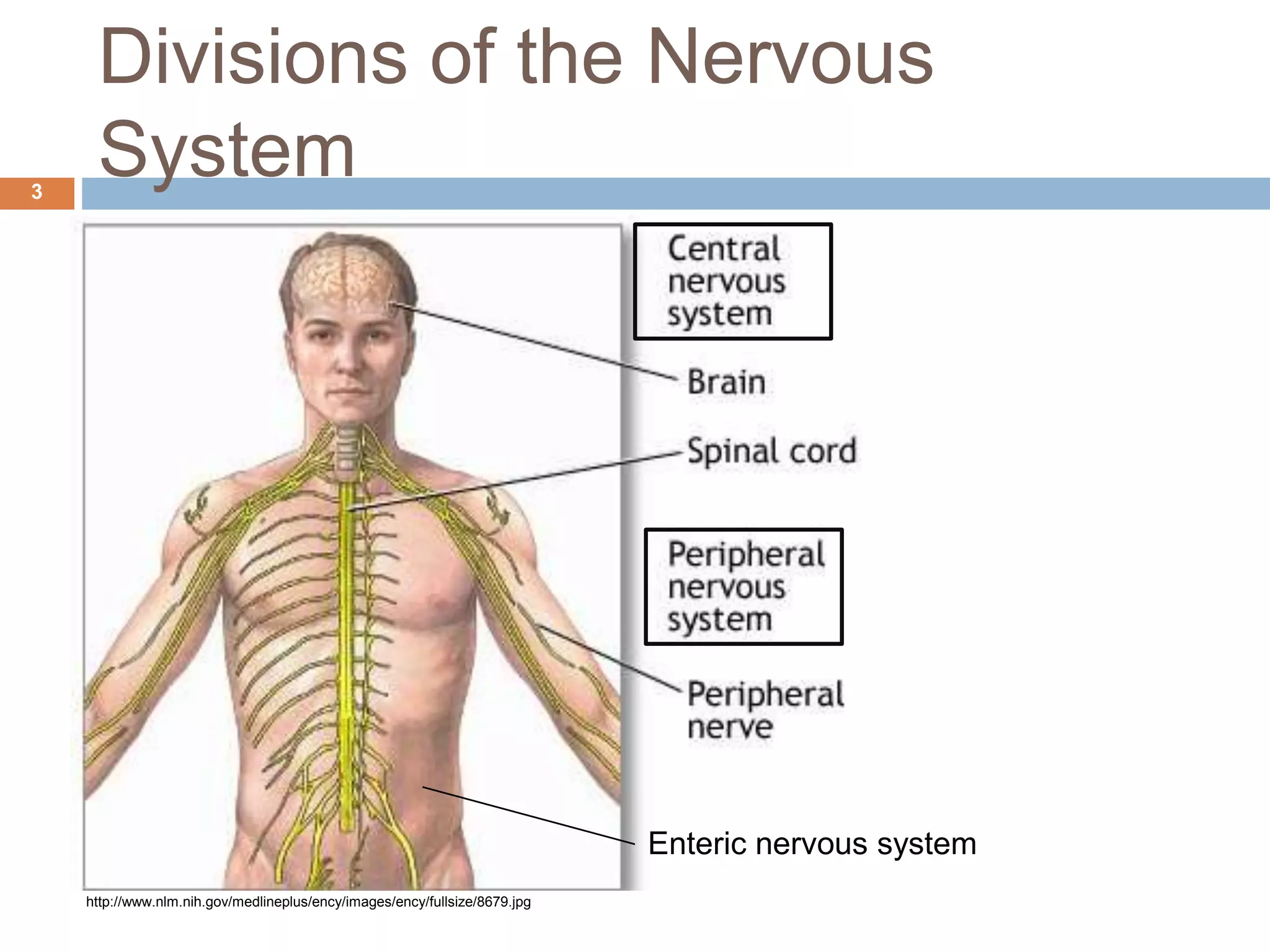 Organization of the nervous system | PPTX