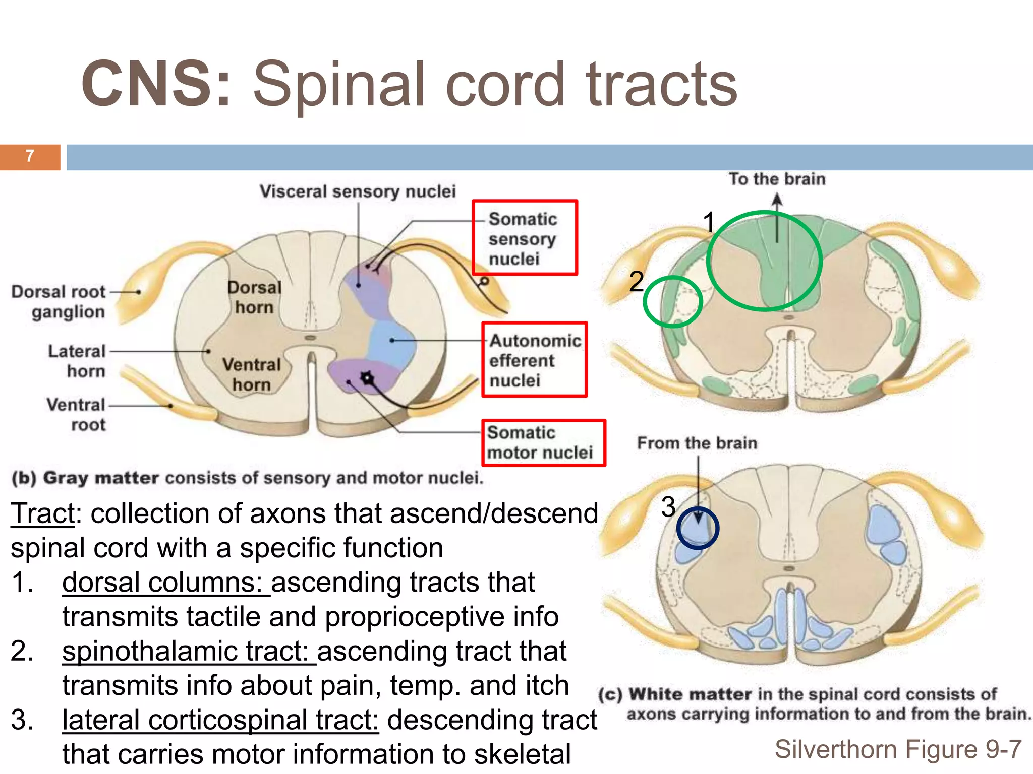Organization of the nervous system | PPTX