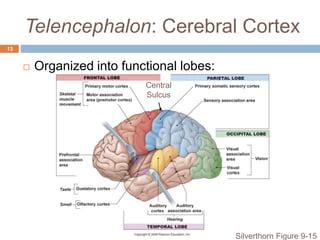 Organization of the nervous system | PPTX