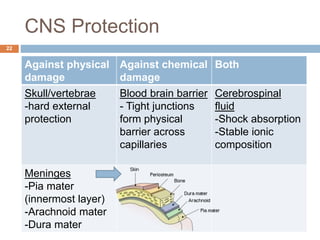 Organization of the nervous system | PPTX