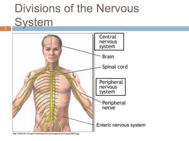 Organization of the nervous system | PPTX | Brain and Nervous System ...