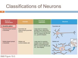 Organization of the nervous system | PPTX