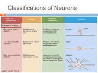 Organization of the nervous system | PPTX