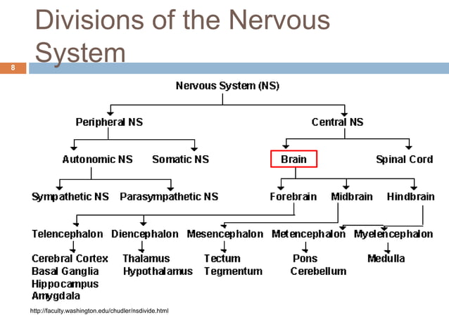 Organization of the nervous system | PPTX | Brain and Nervous System ...