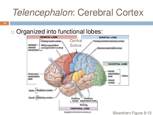 Organization of the nervous system
