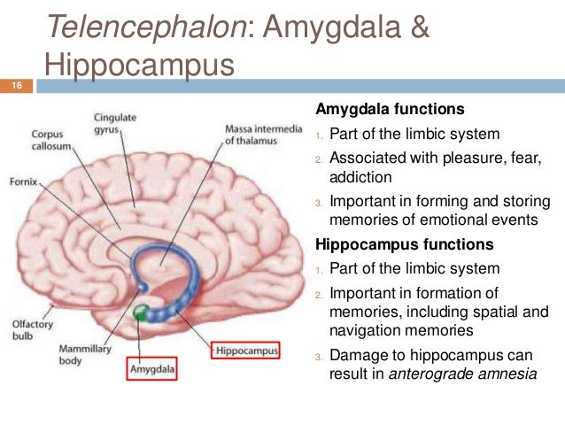 Organization of the nervous system