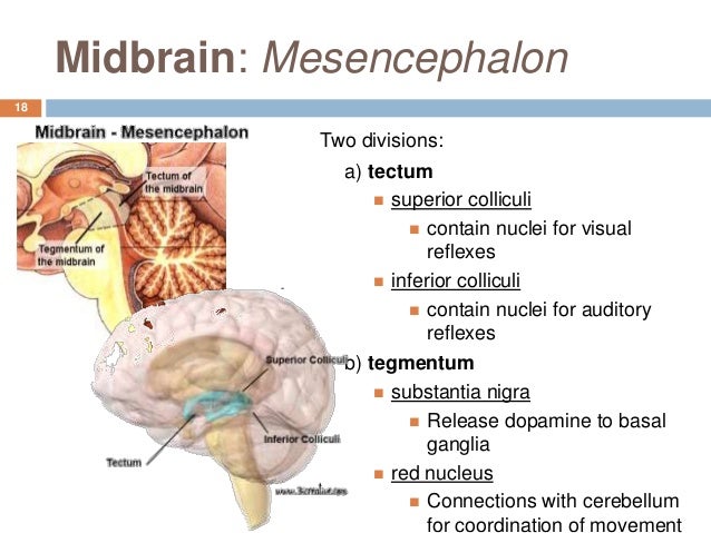 Organization of the nervous system