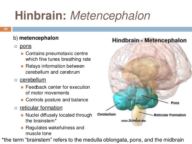 Organization of the nervous system
