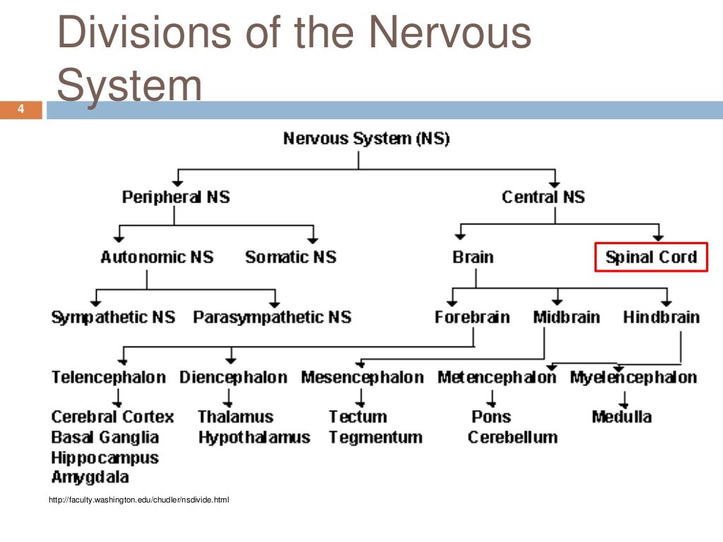 Organization of the nervous system