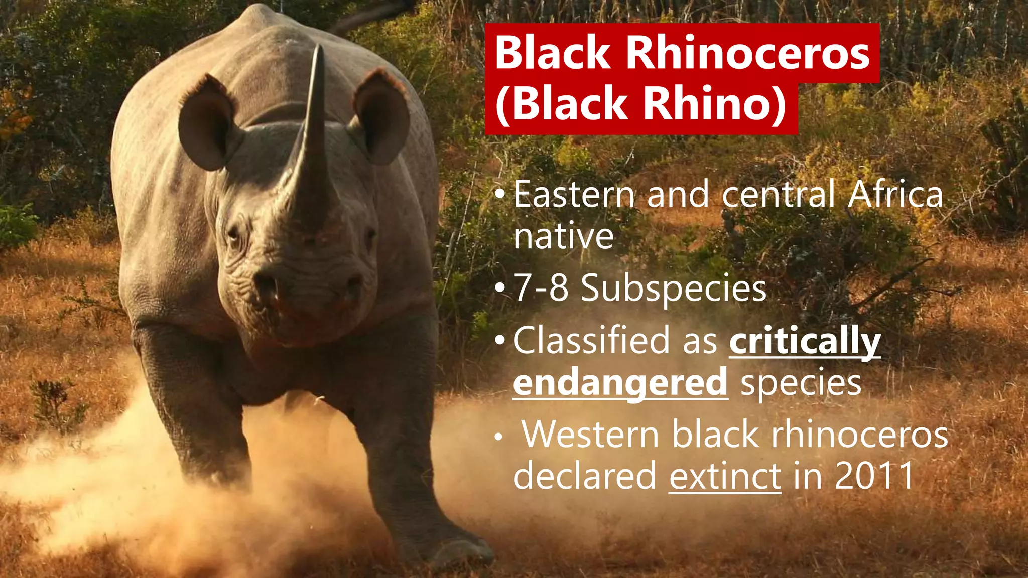 Black Rhinoceros - The Endangered Speicies | PPTX