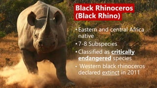 Black Rhinoceros - The Endangered Speicies | PPTX