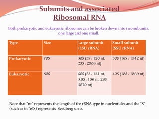 R rna | PPT