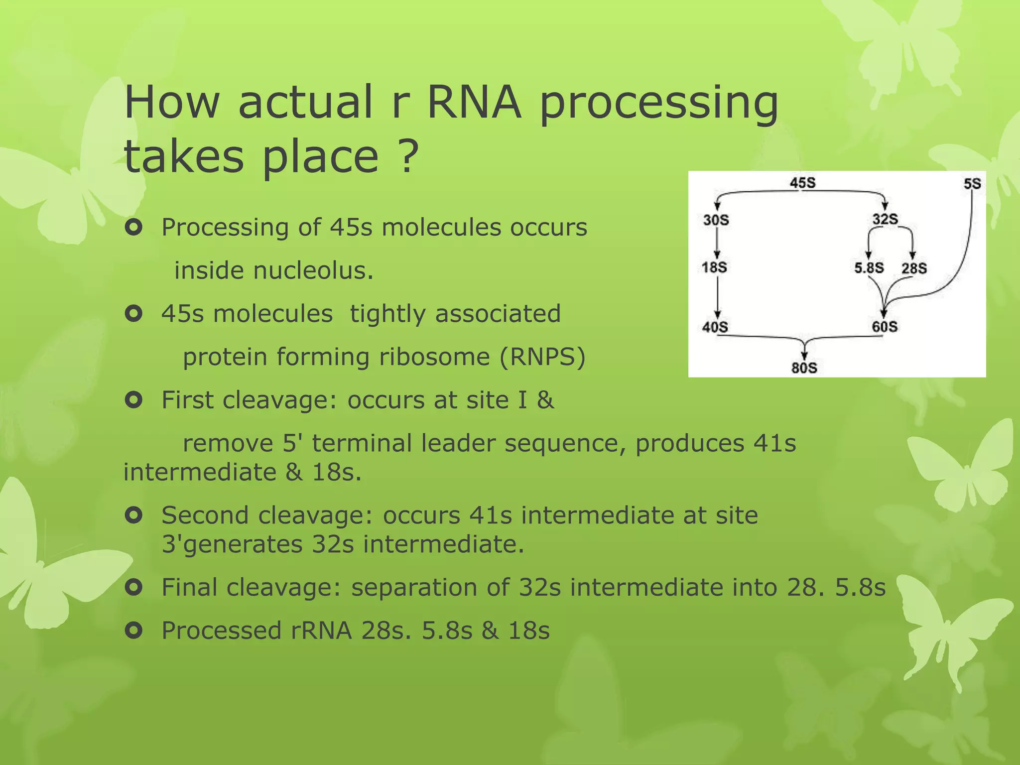R rna processing | PPTX