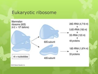 R rna processing | PPTX