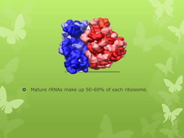 R rna processing | PPTX | Chemistry | Science