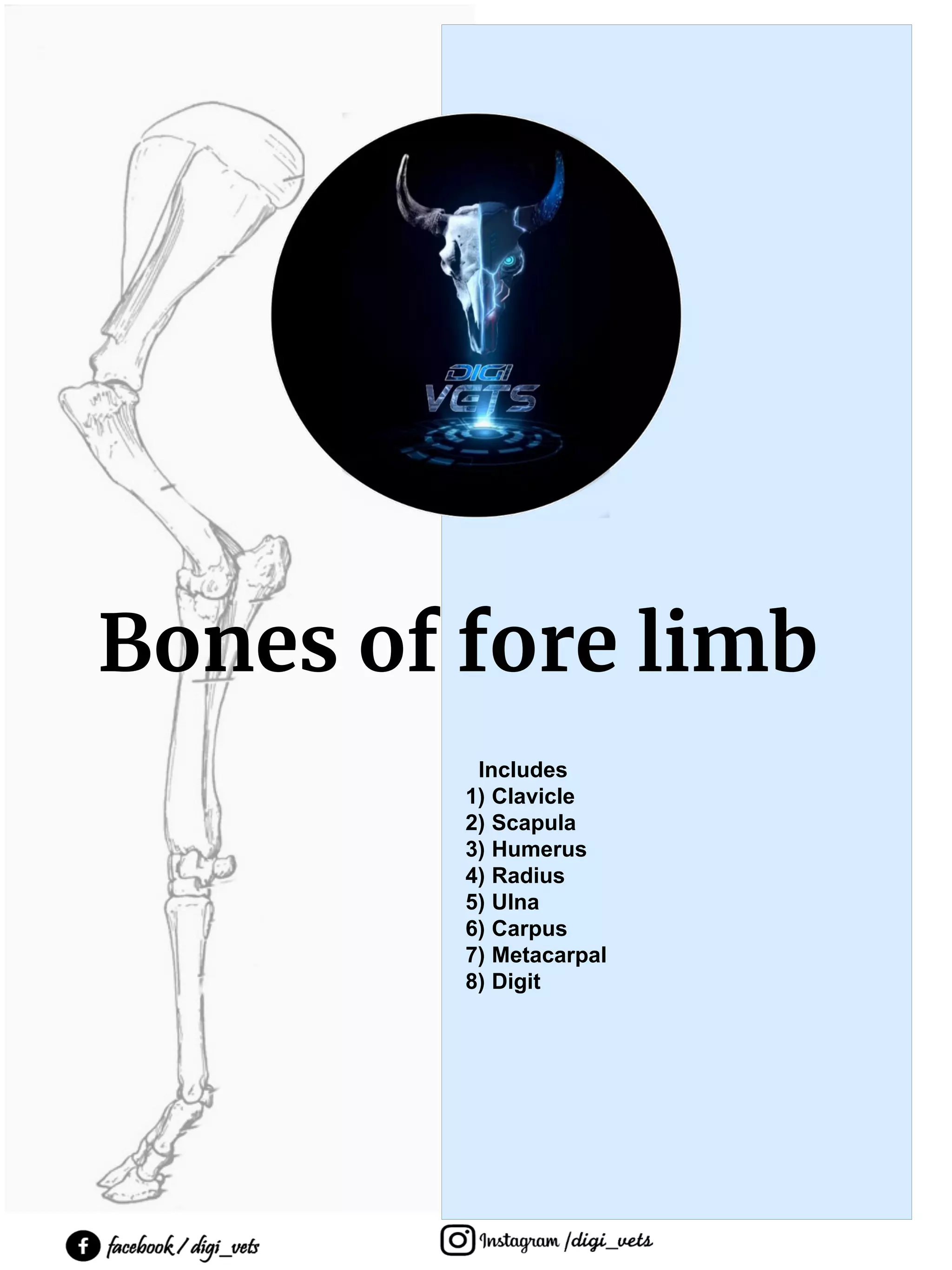 Bone of fore_limb | PDF