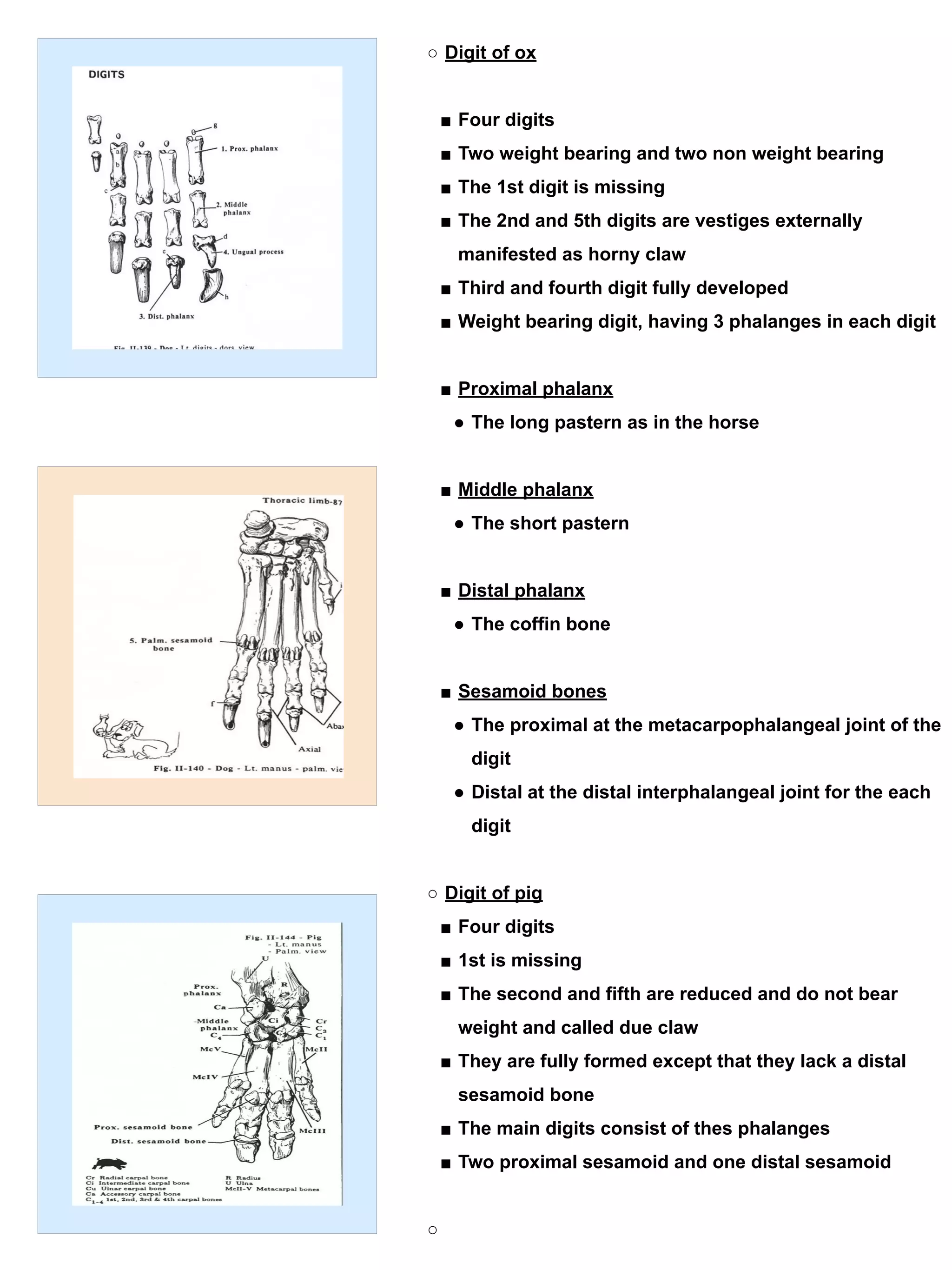 Bone of fore_limb | PDF