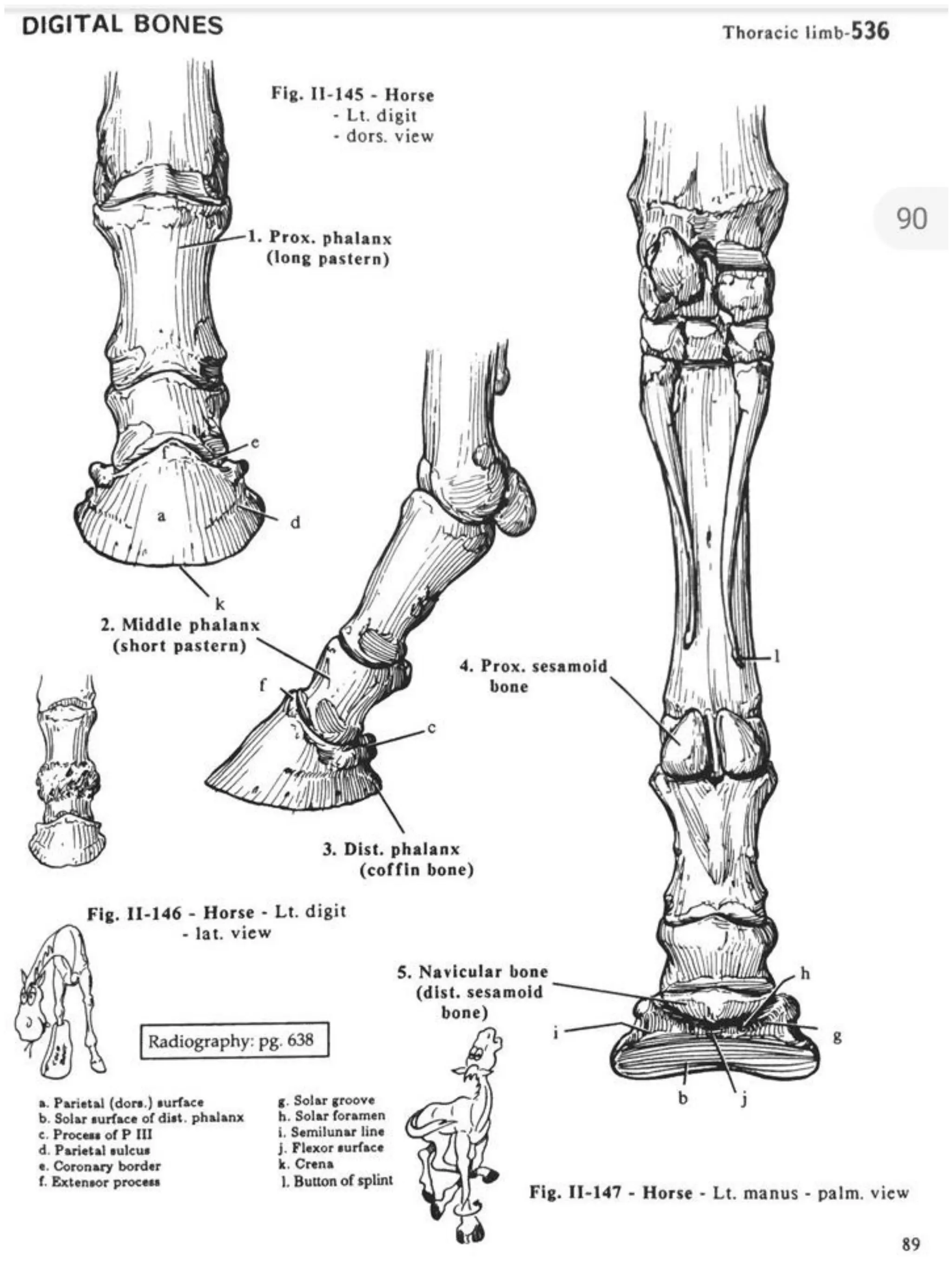 Bone of fore_limb | PDF