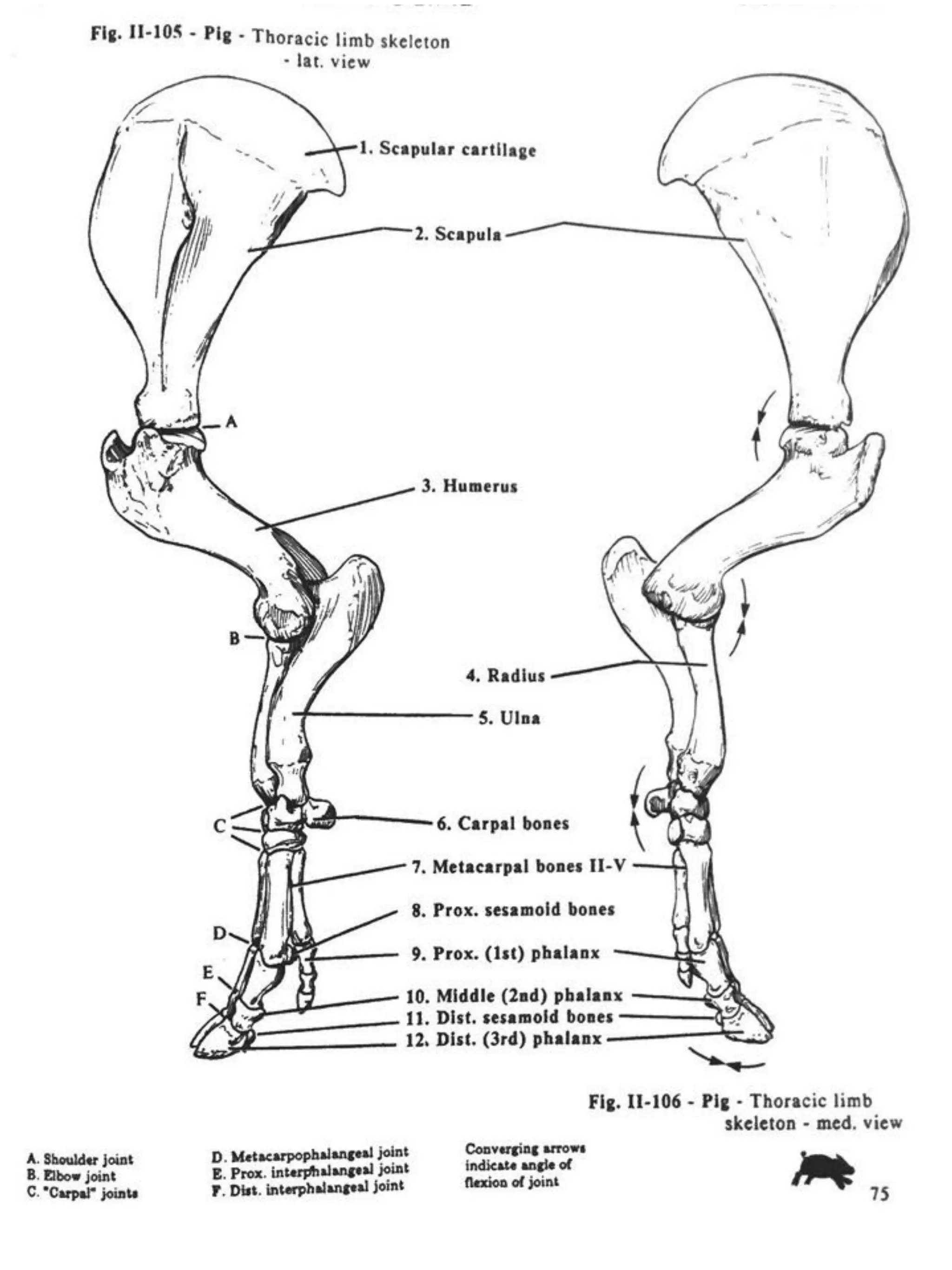 Bone of fore_limb | PDF