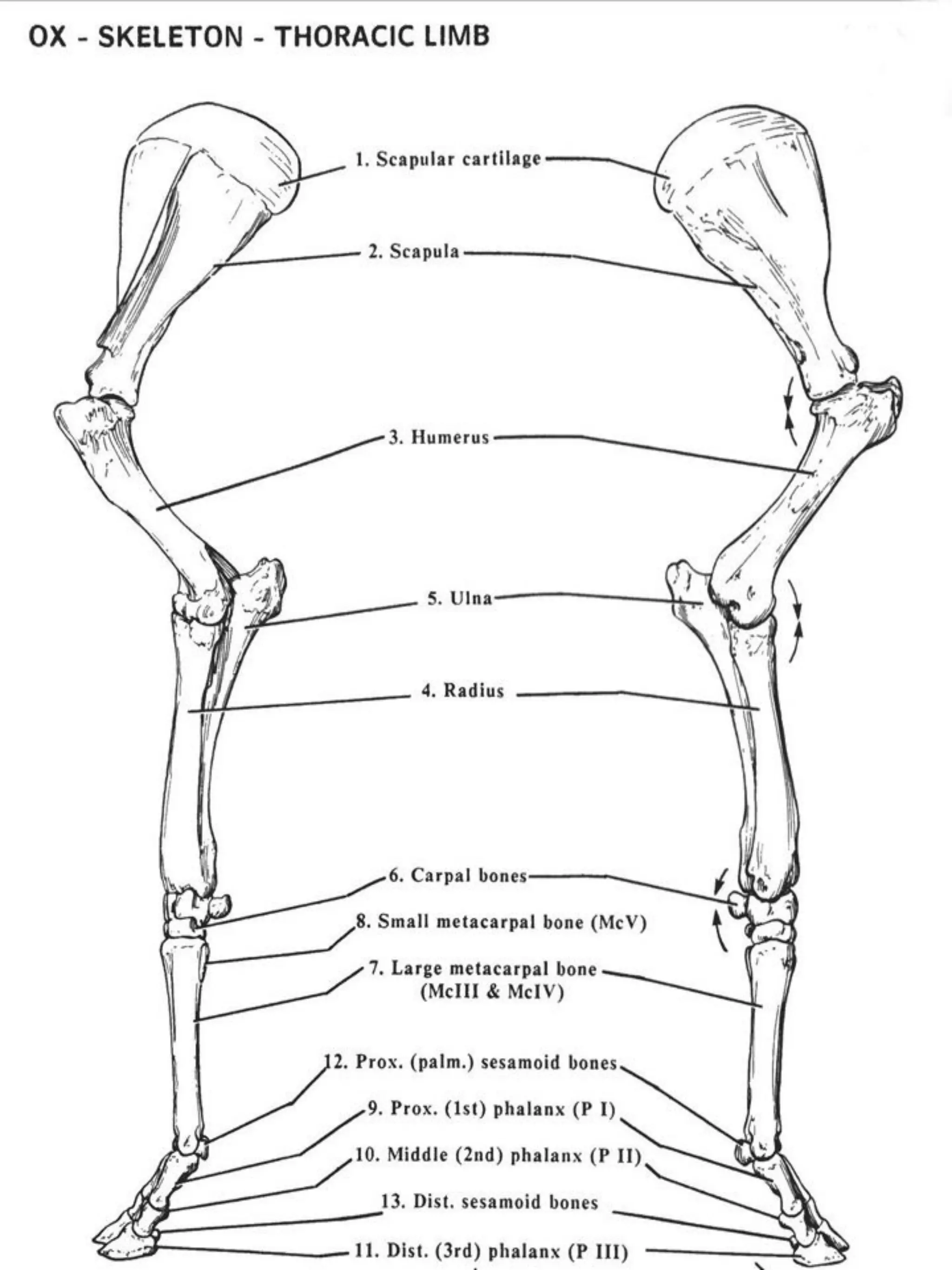 Bone of fore_limb | PDF