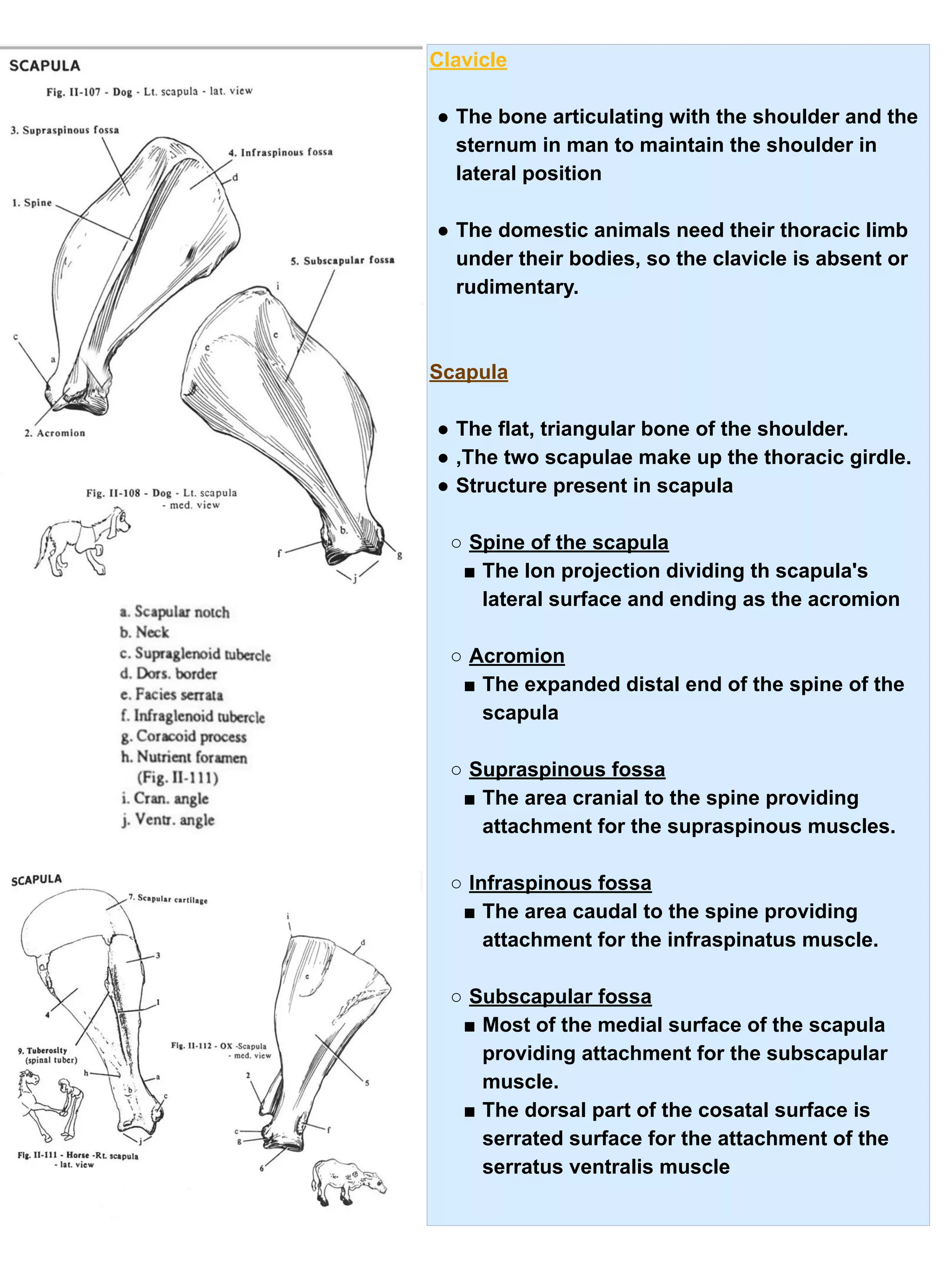 Bone of fore_limb | PDF