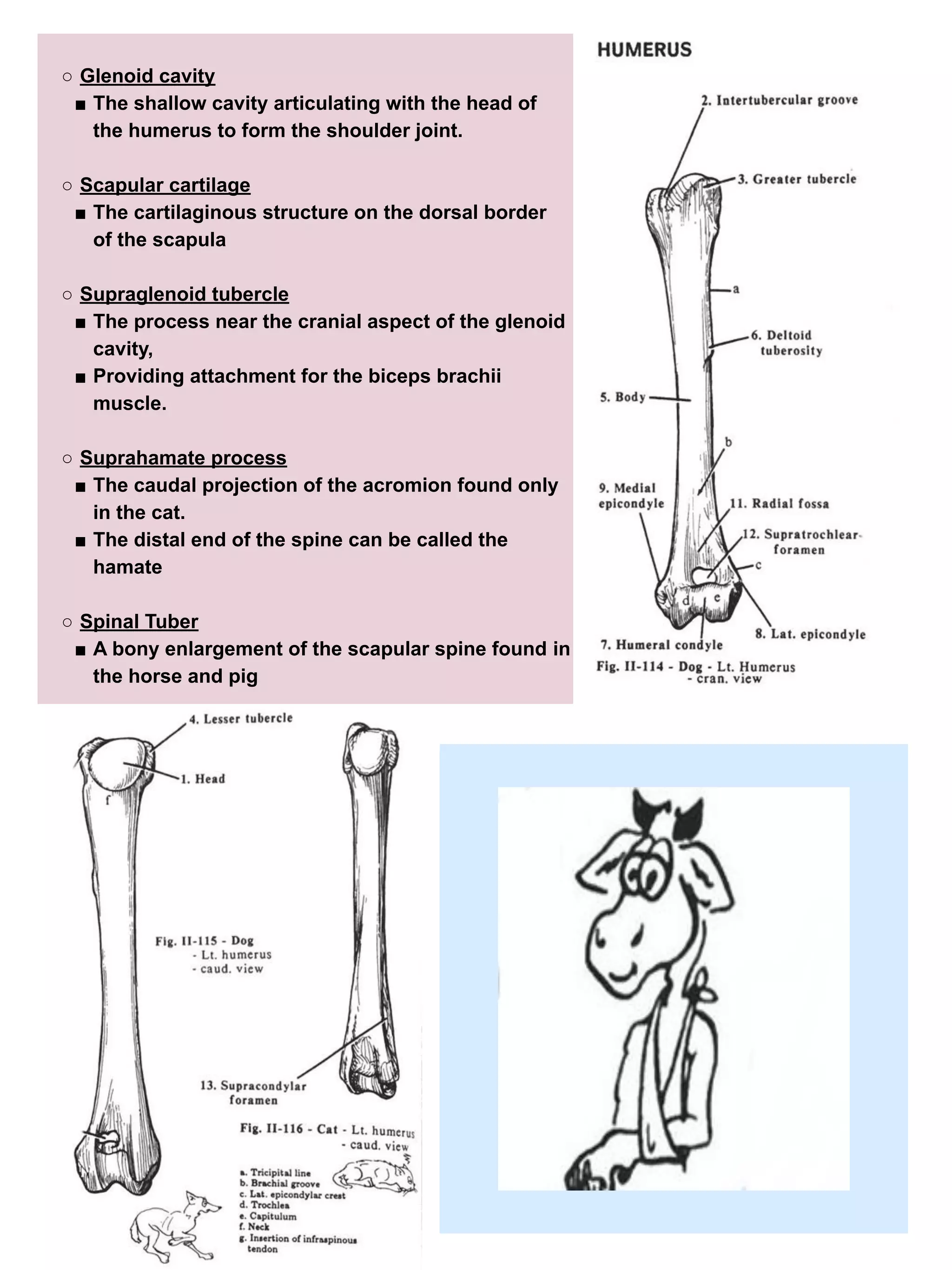 Bone of fore_limb | PDF