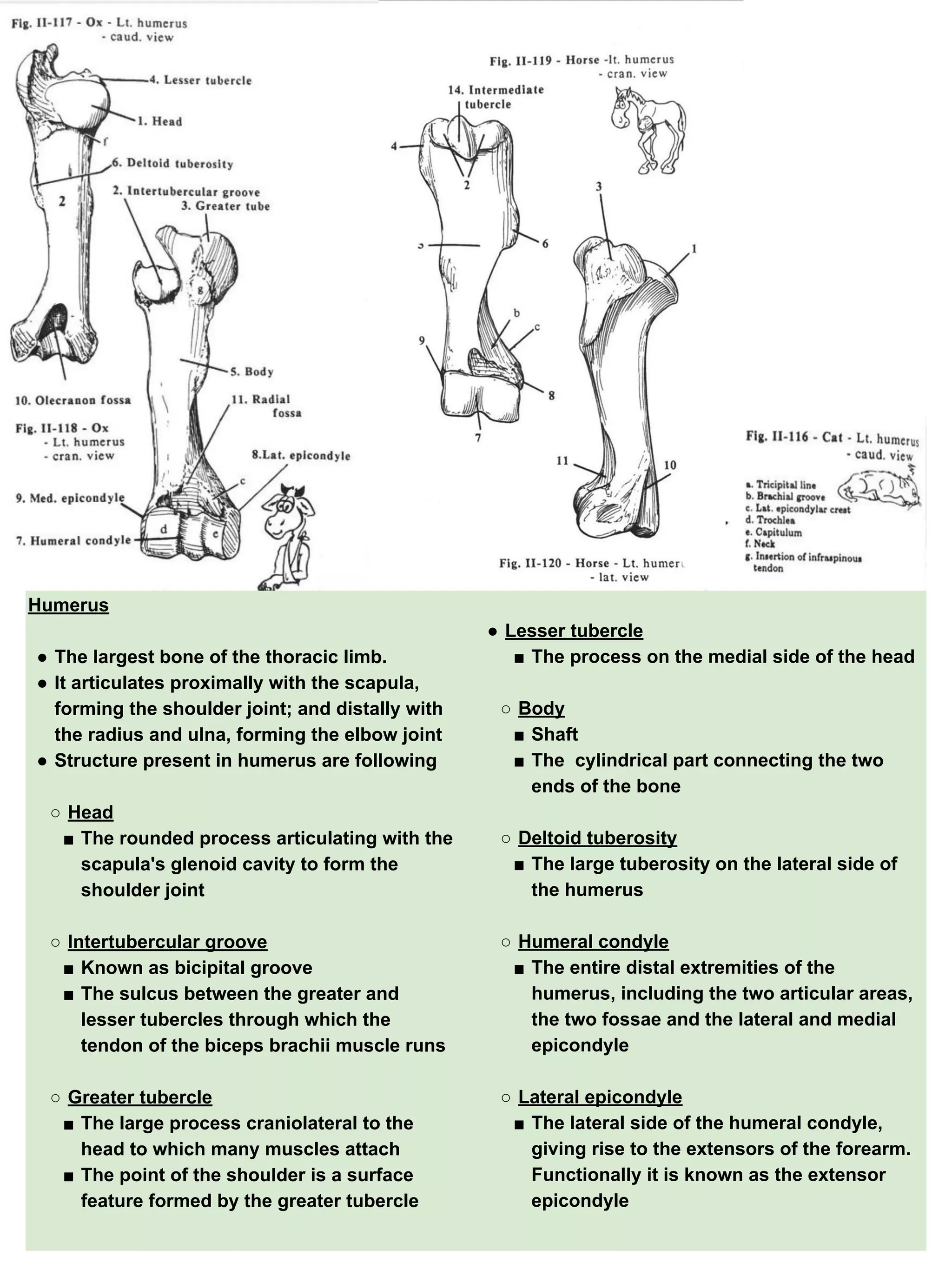 Bone of fore_limb | PDF